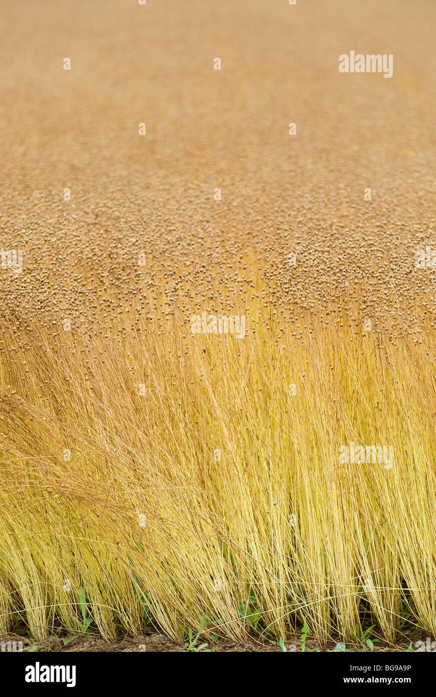 Cultivation of flax in Normandy Stock Photo - Alamy