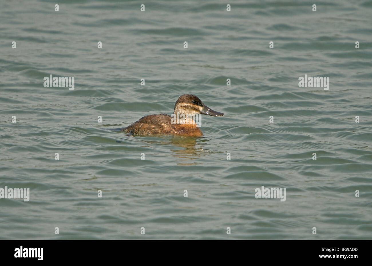 Ruddy Duck female Stock Photo - Alamy