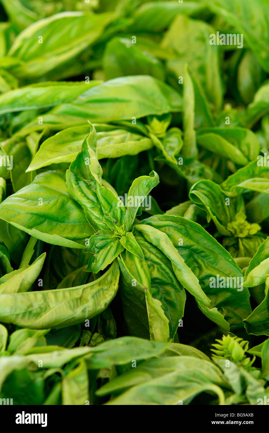 Basil (Ocimum basilicum Stock Photo - Alamy