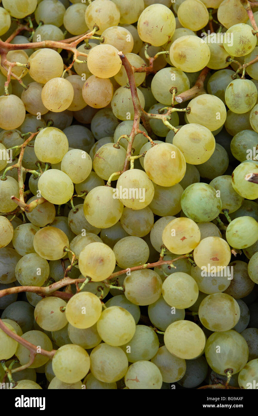 Bunches of grapes Stock Photo - Alamy