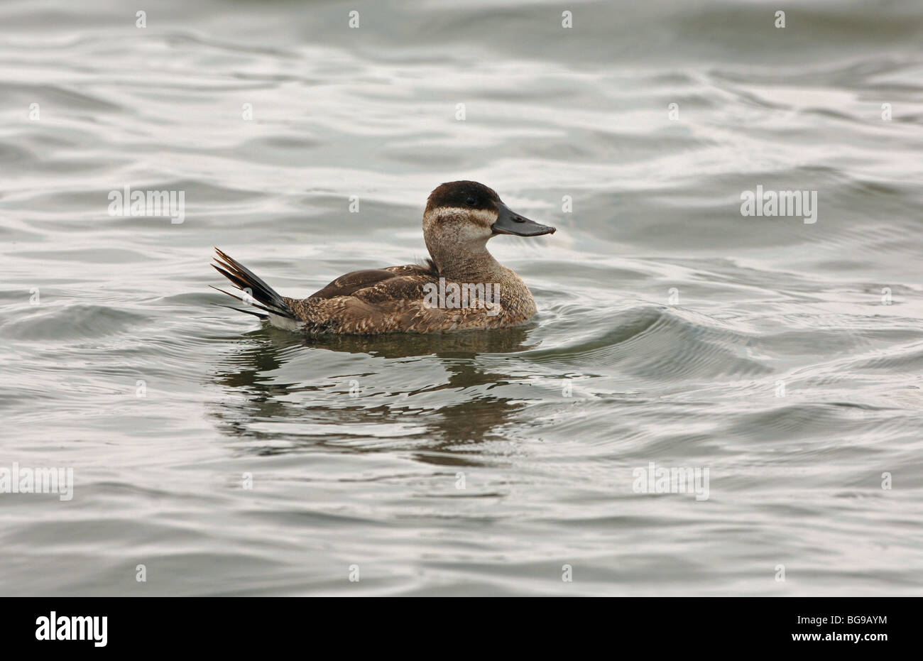 Ruddy Duck female Stock Photo - Alamy