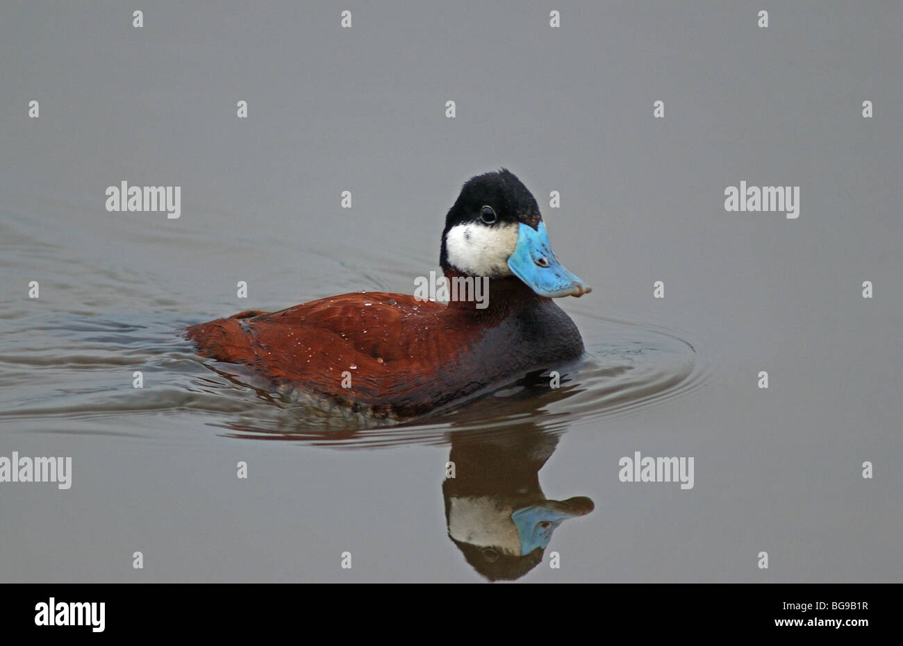 Ruddy duck uk male hi-res stock photography and images - Alamy