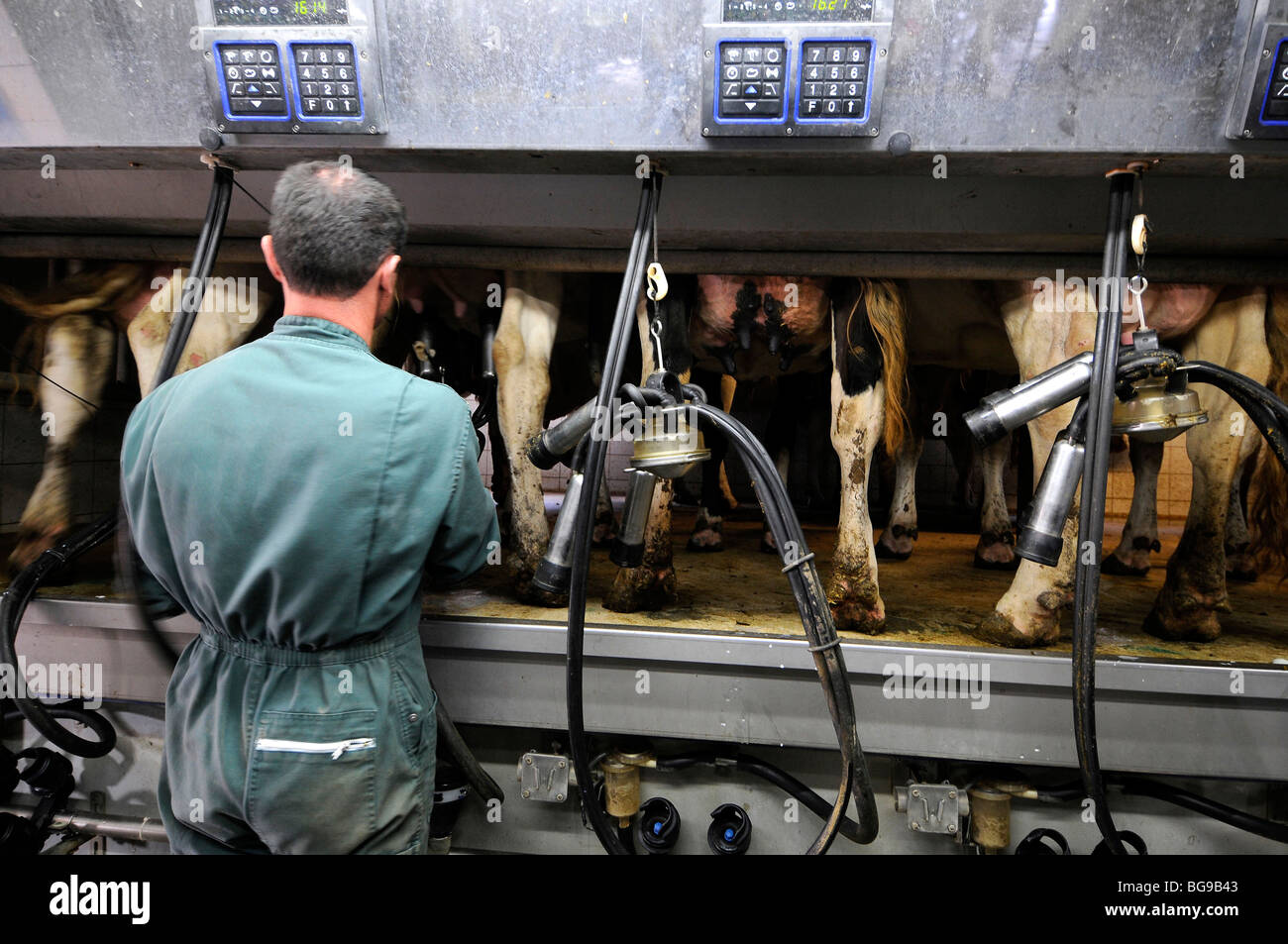 Farmercowmilkingmilkstrike hi-res stock photography and images - Alamy