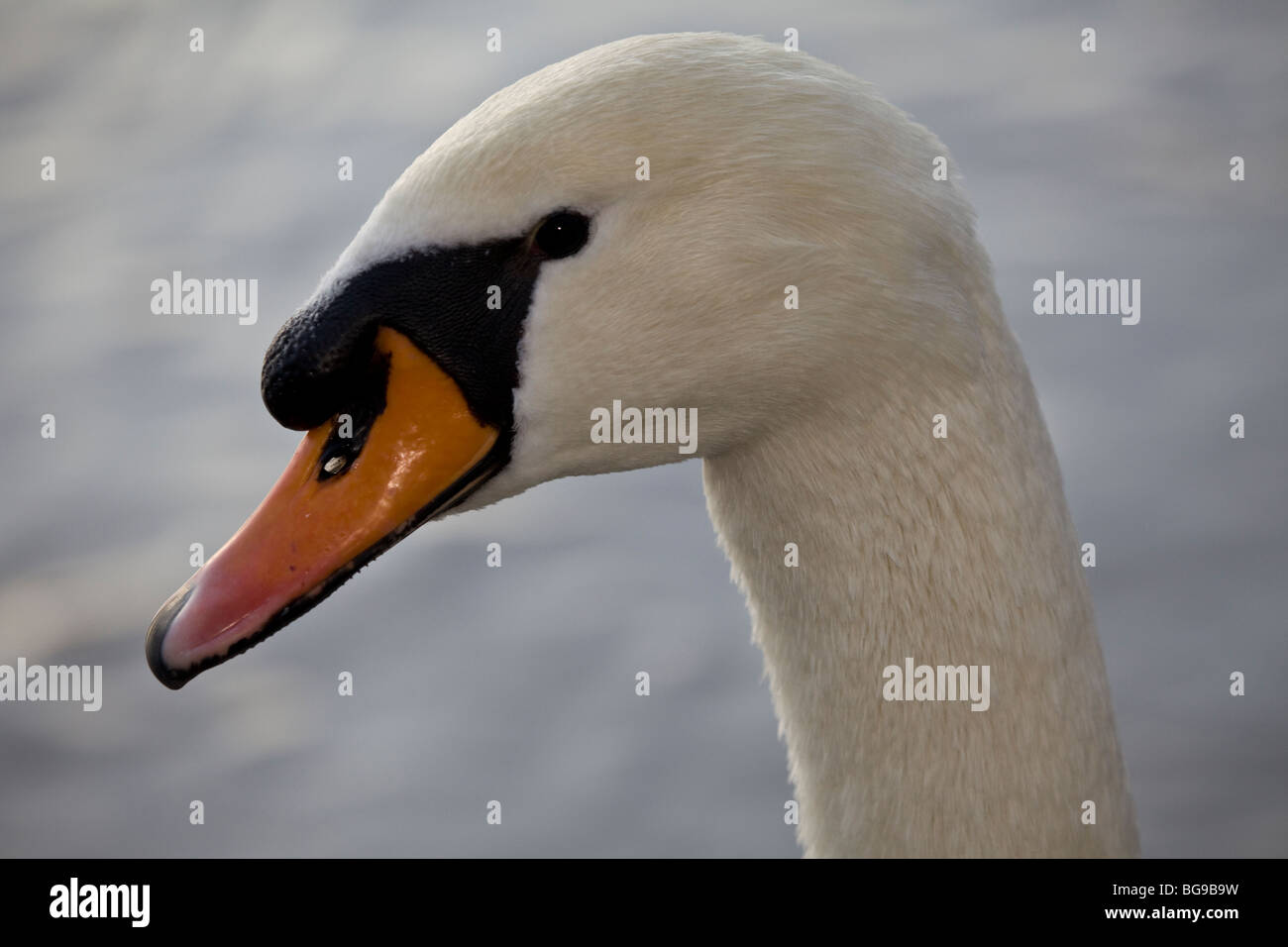 Swan portrait hi-res stock photography and images - Alamy
