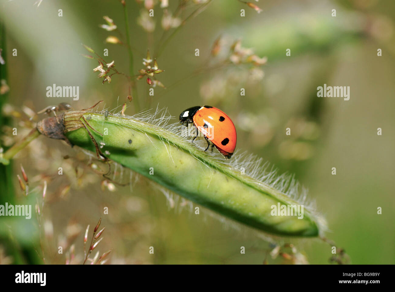 Red Seven-spotted Ladybird / Ladybug Stock Photo - Alamy