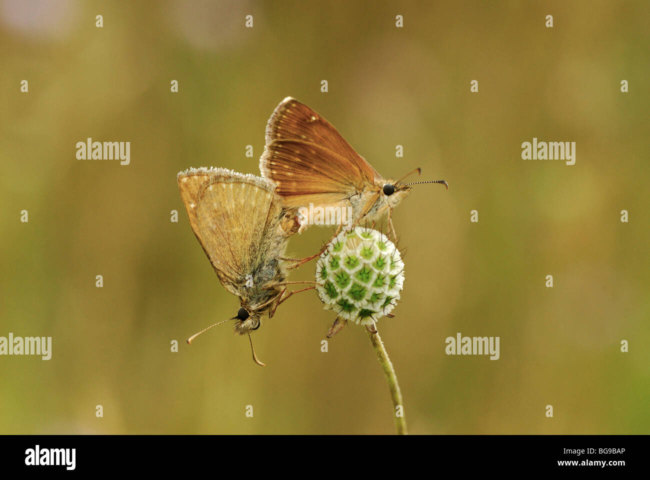 Dingy Skipper butterfly Stock Photo - Alamy