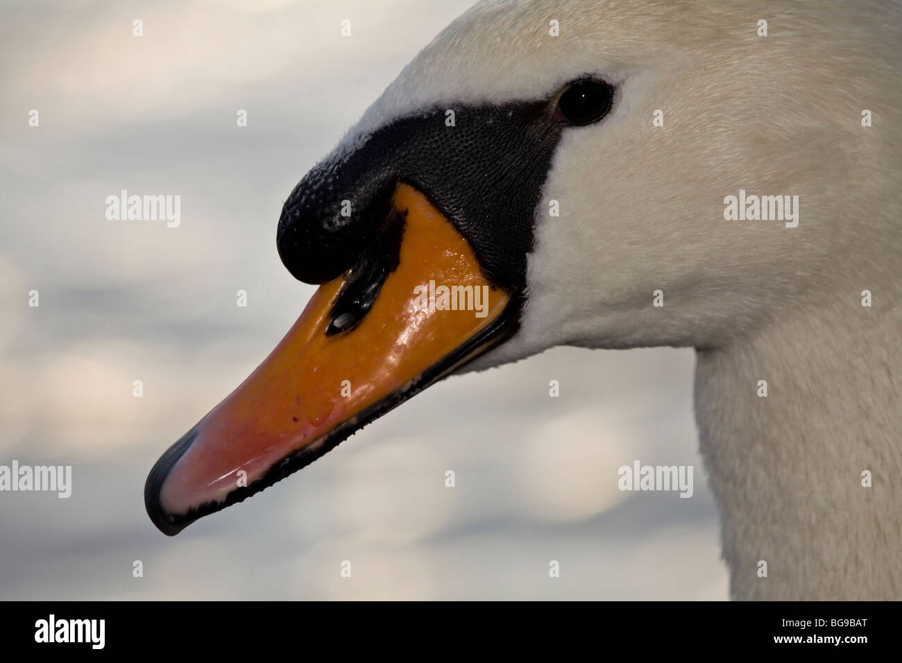 Swan portrait hi-res stock photography and images - Alamy