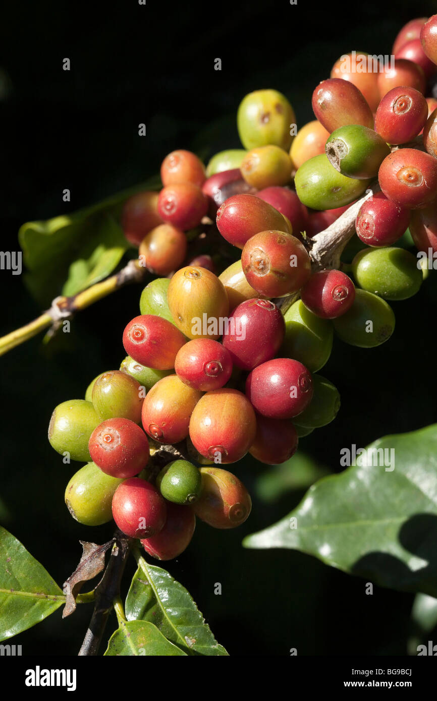Coffee berries on the bush Stock Photo - Alamy