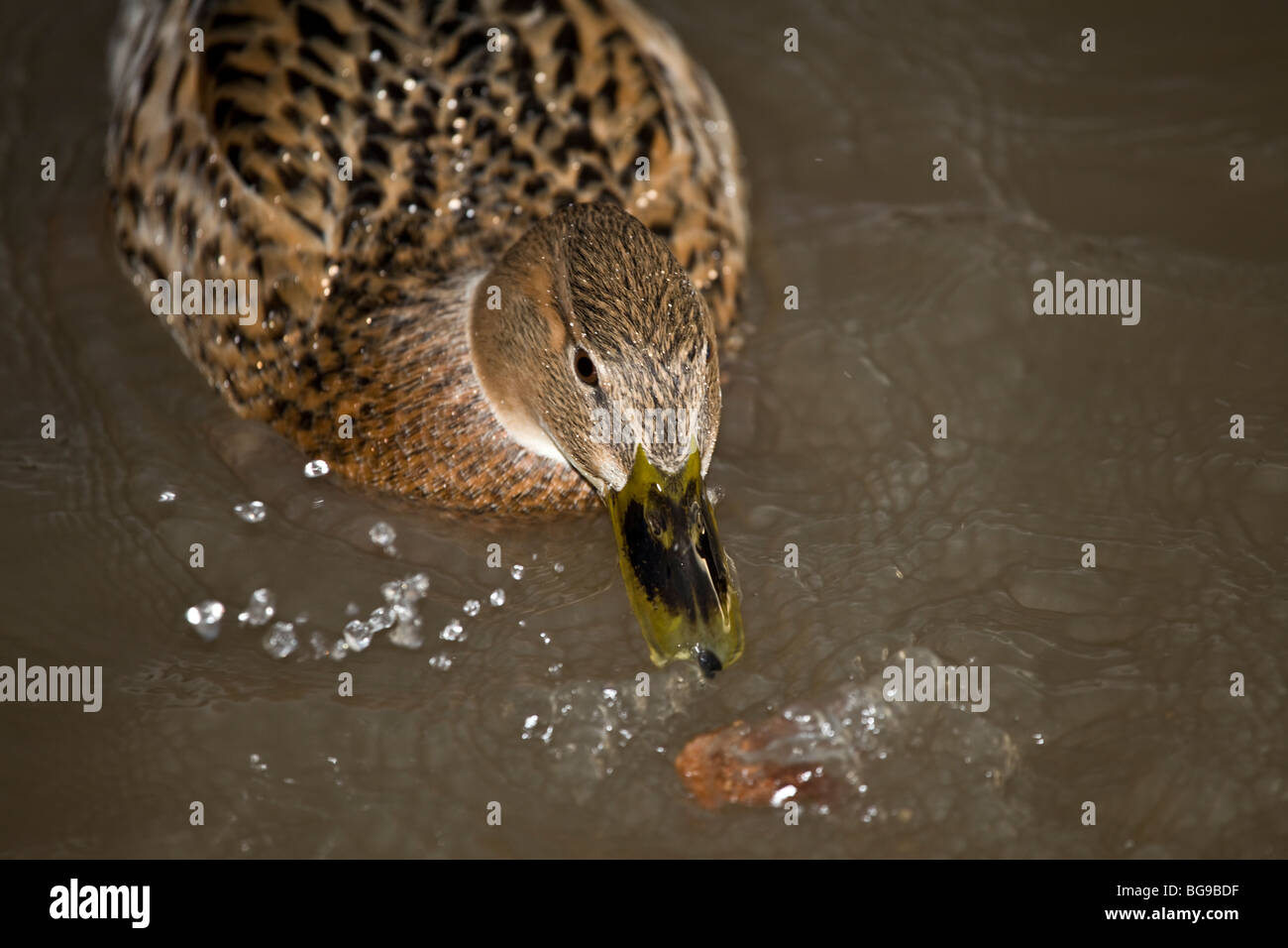 a mallard duck by eating the bread Stock Photo - Alamy