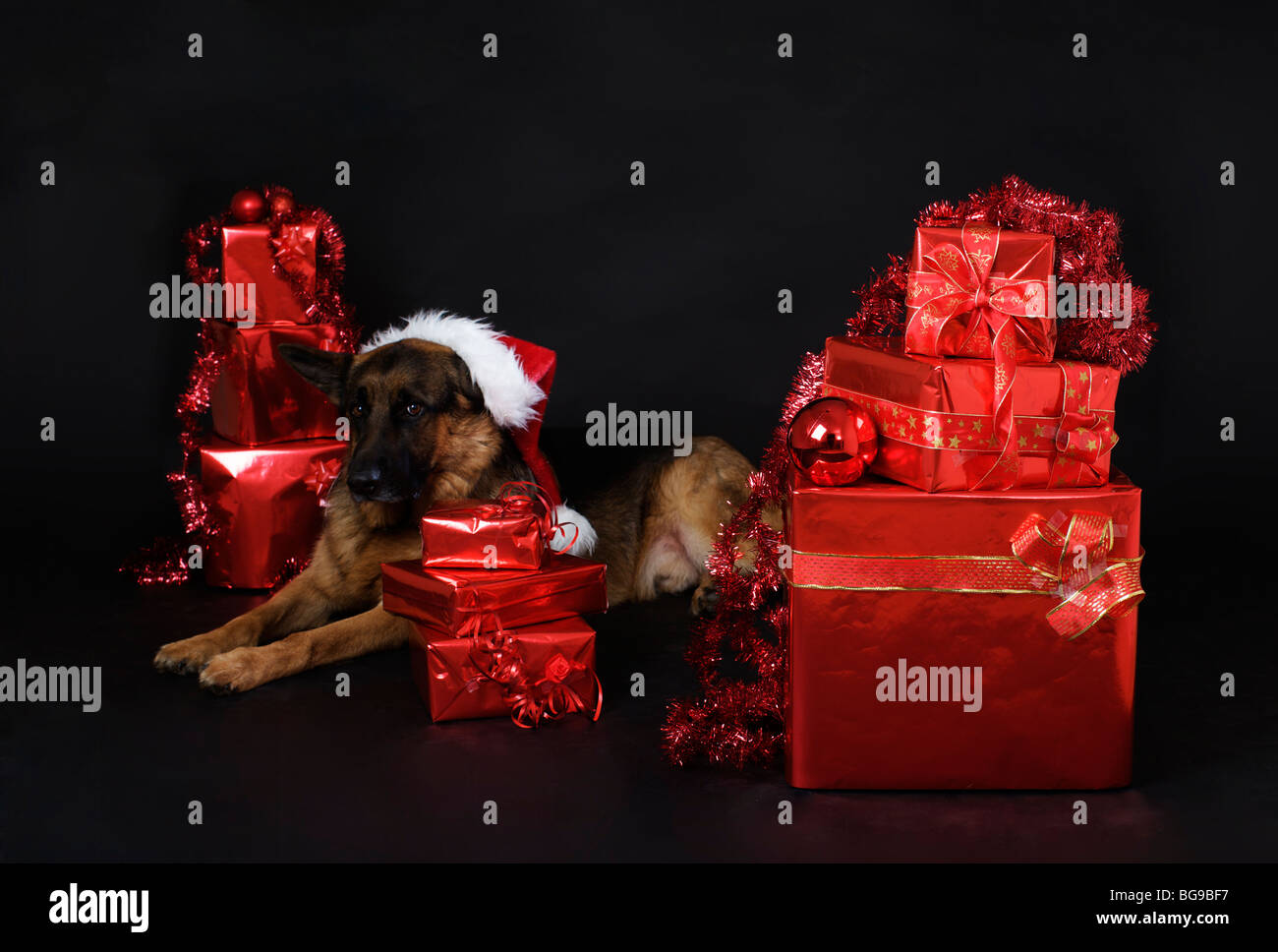 Dogs with christmas presents hi-res stock photography and images - Alamy