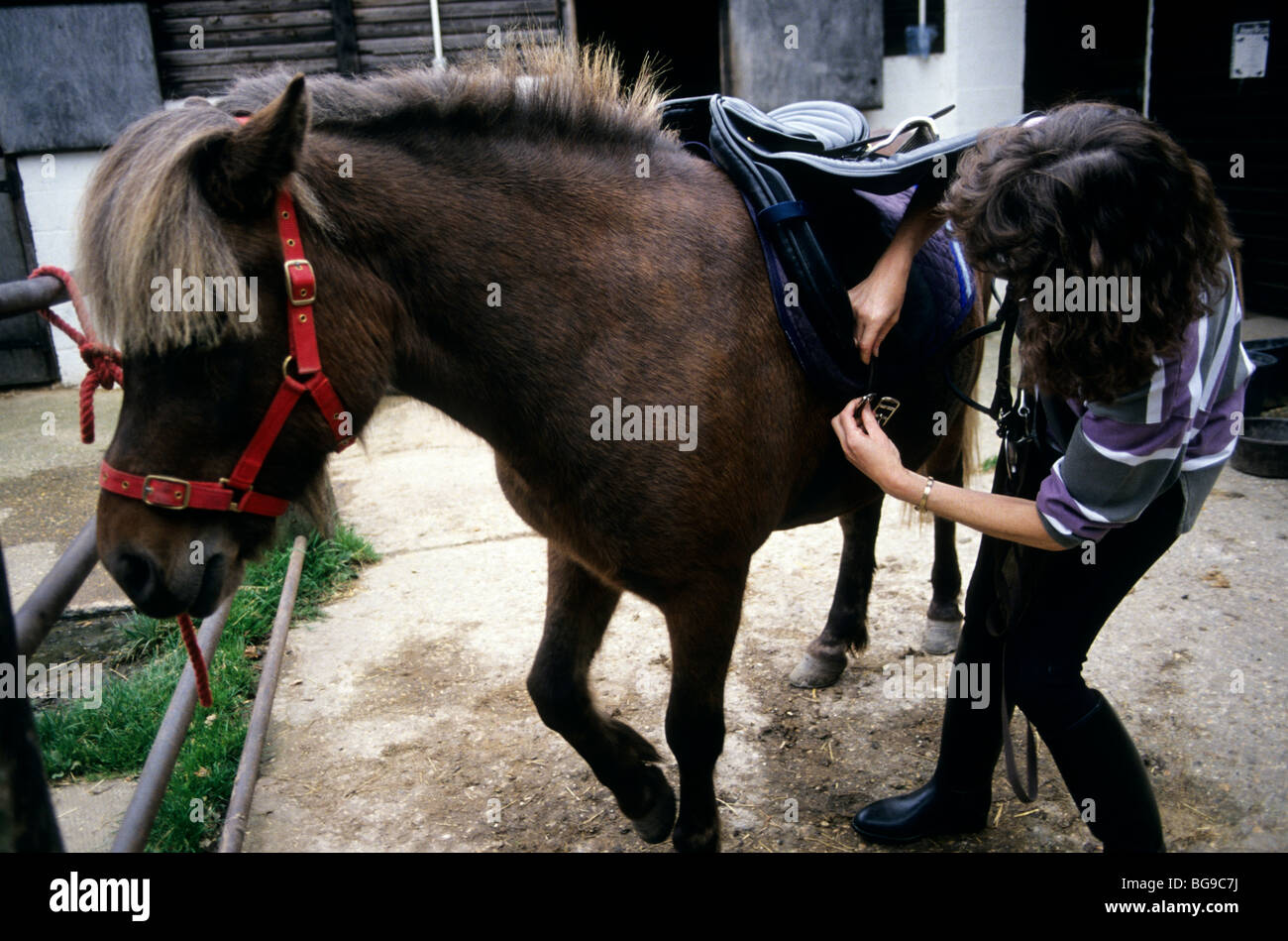 Horse rider attaching saddle on horse Stock Photo - Alamy