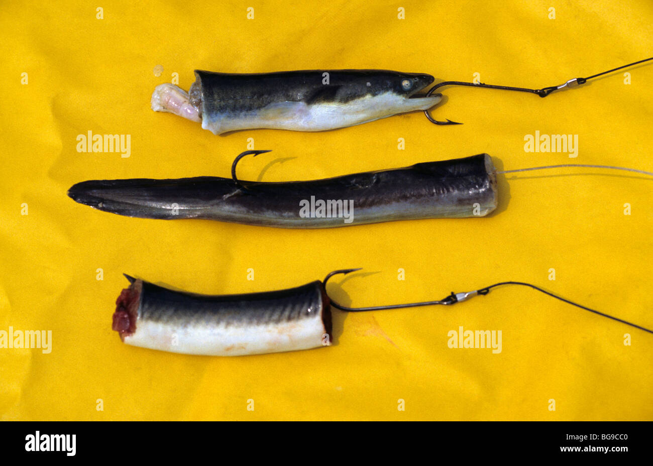 Fish bait on hooks Stock Photo - Alamy