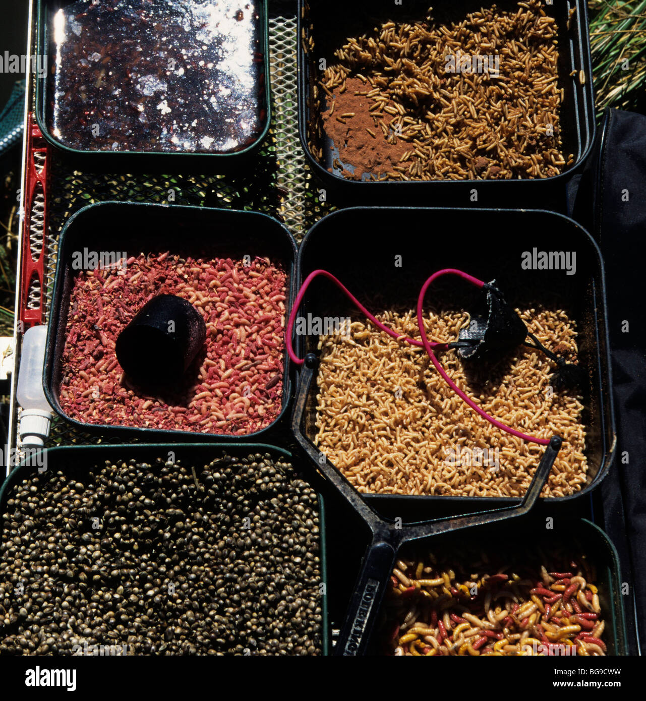 Buckets of live bait Stock Photo - Alamy