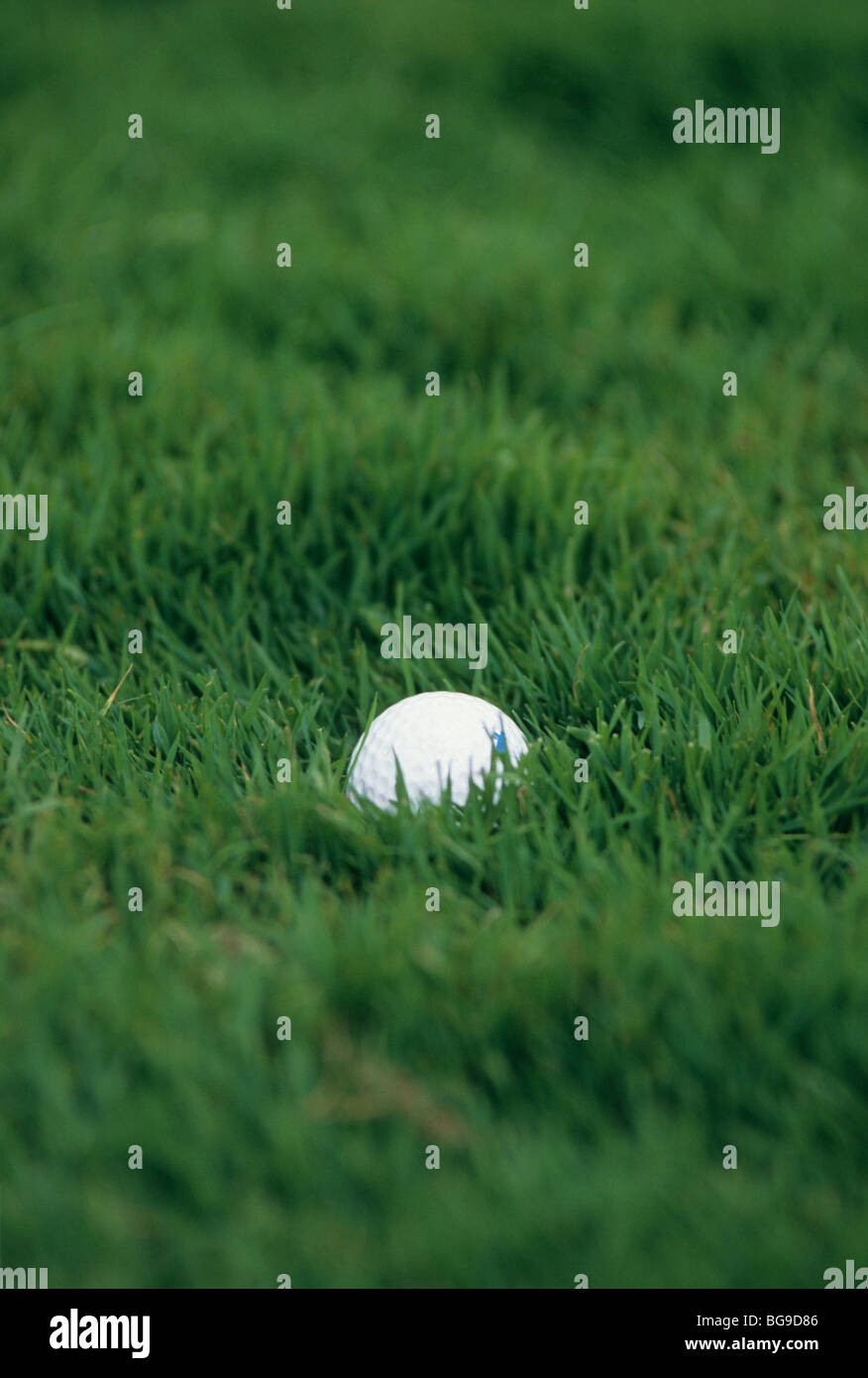 Thick course grass hi-res stock photography and images - Alamy