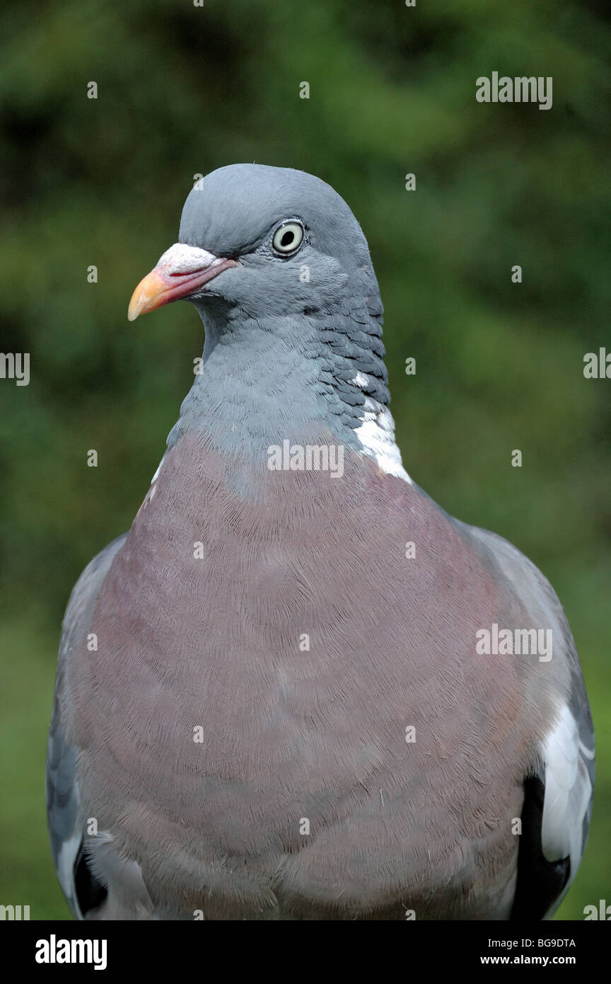 Woodpigeon Columba palumbus Stock Photo - Alamy