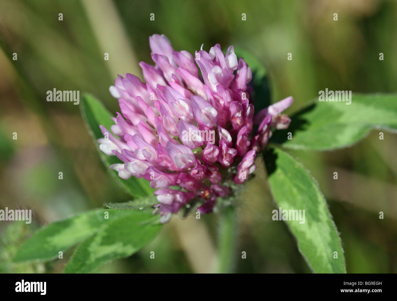 a red clover (Trifolium pratense) flower Stock Photo - Alamy