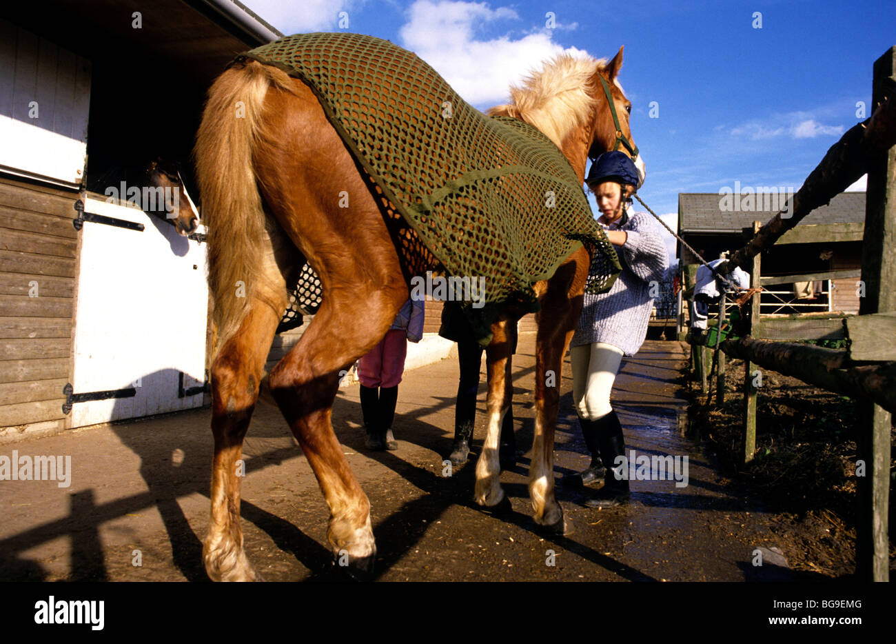 Stable hand tends to a horse Stock Photo - Alamy