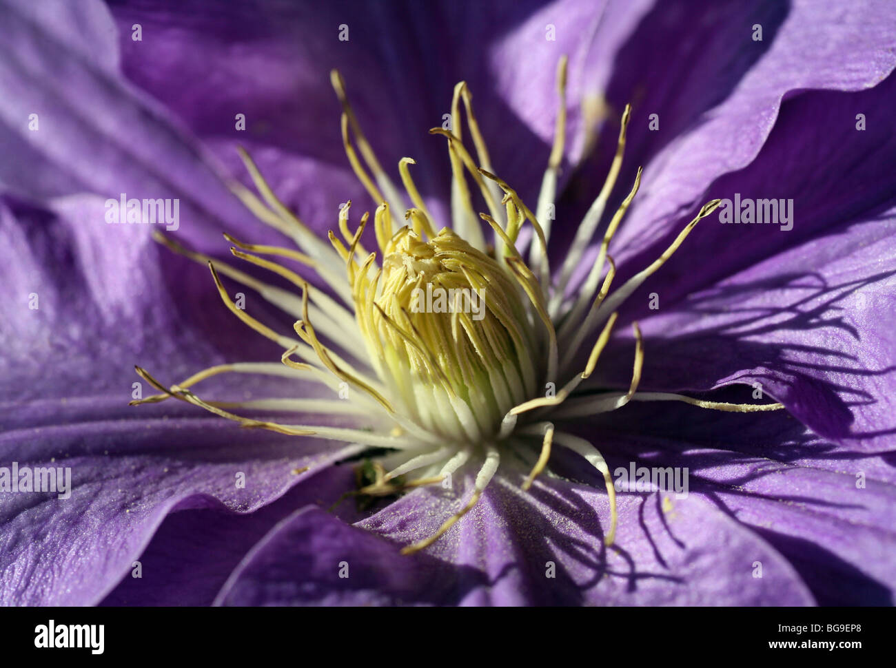 Blue clematis flower hi-res stock photography and images - Alamy