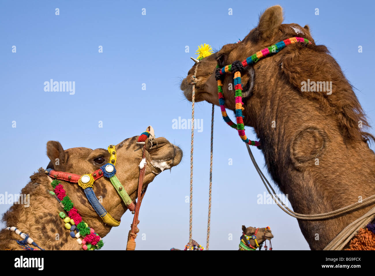 Decorated camels. Bikaner Camel Festival. Rajasthan. India Stock Photo ...