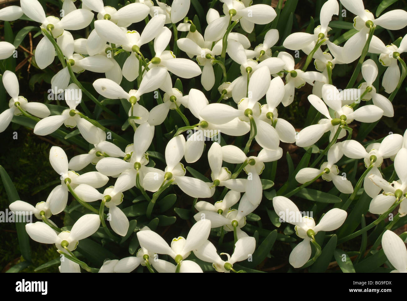 Snowdrops - Galanthus - in British woodland Stock Photo - Alamy