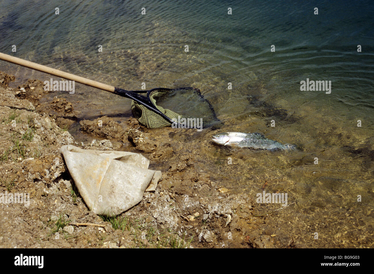 Catching a fish in shallow water Stock Photo - Alamy