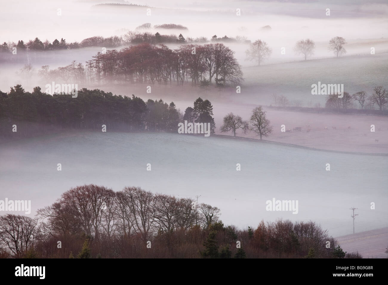 Mist and Trees from the Hill of Tarvit, Ceres, Fife, Scotland Stock ...