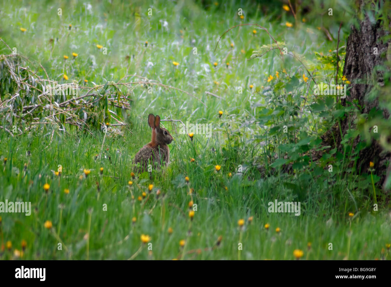 rabbit in a grassy field with dandelions Stock Photo - Alamy