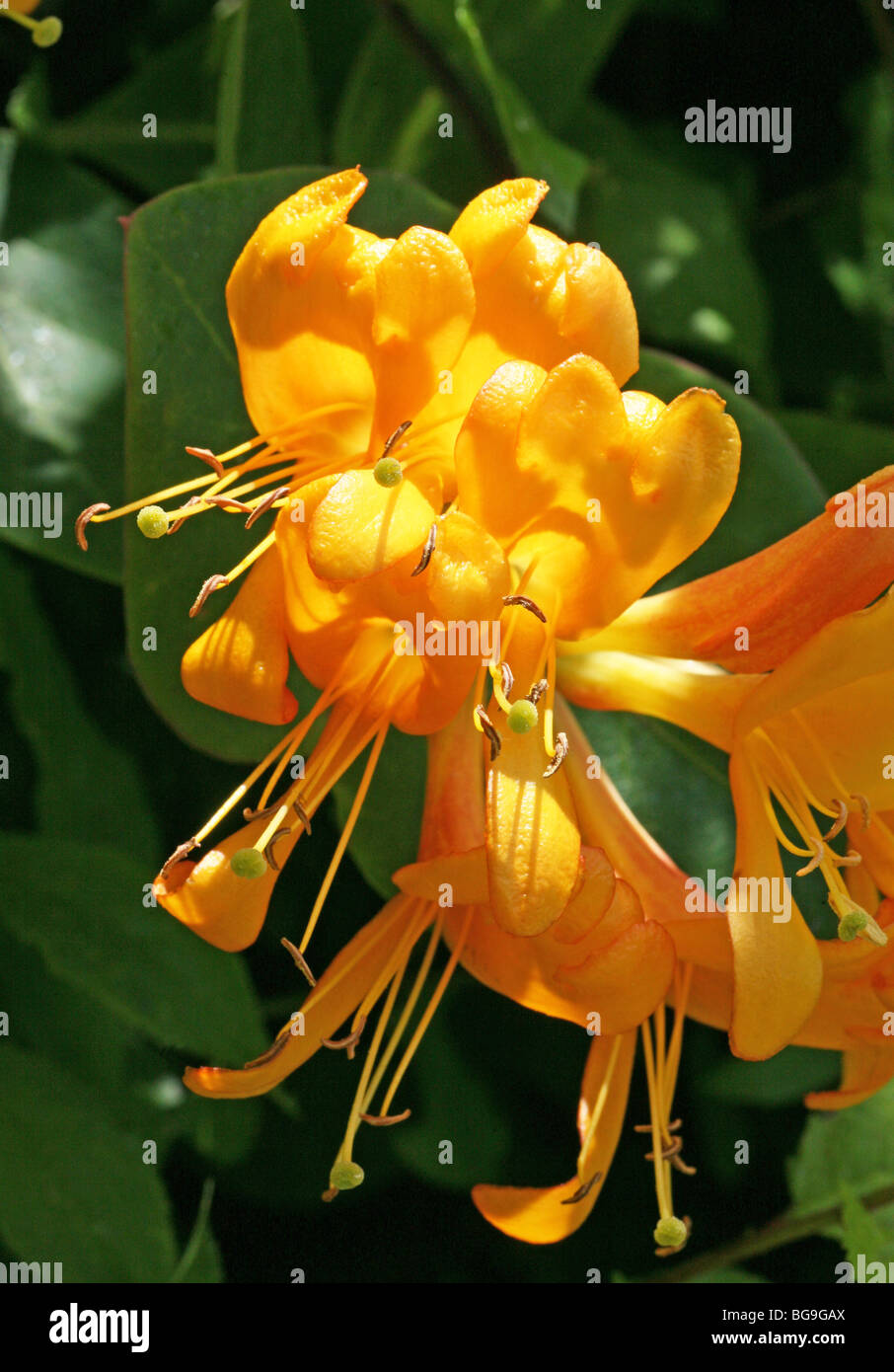 an orange honeysuckle flower Stock Photo - Alamy