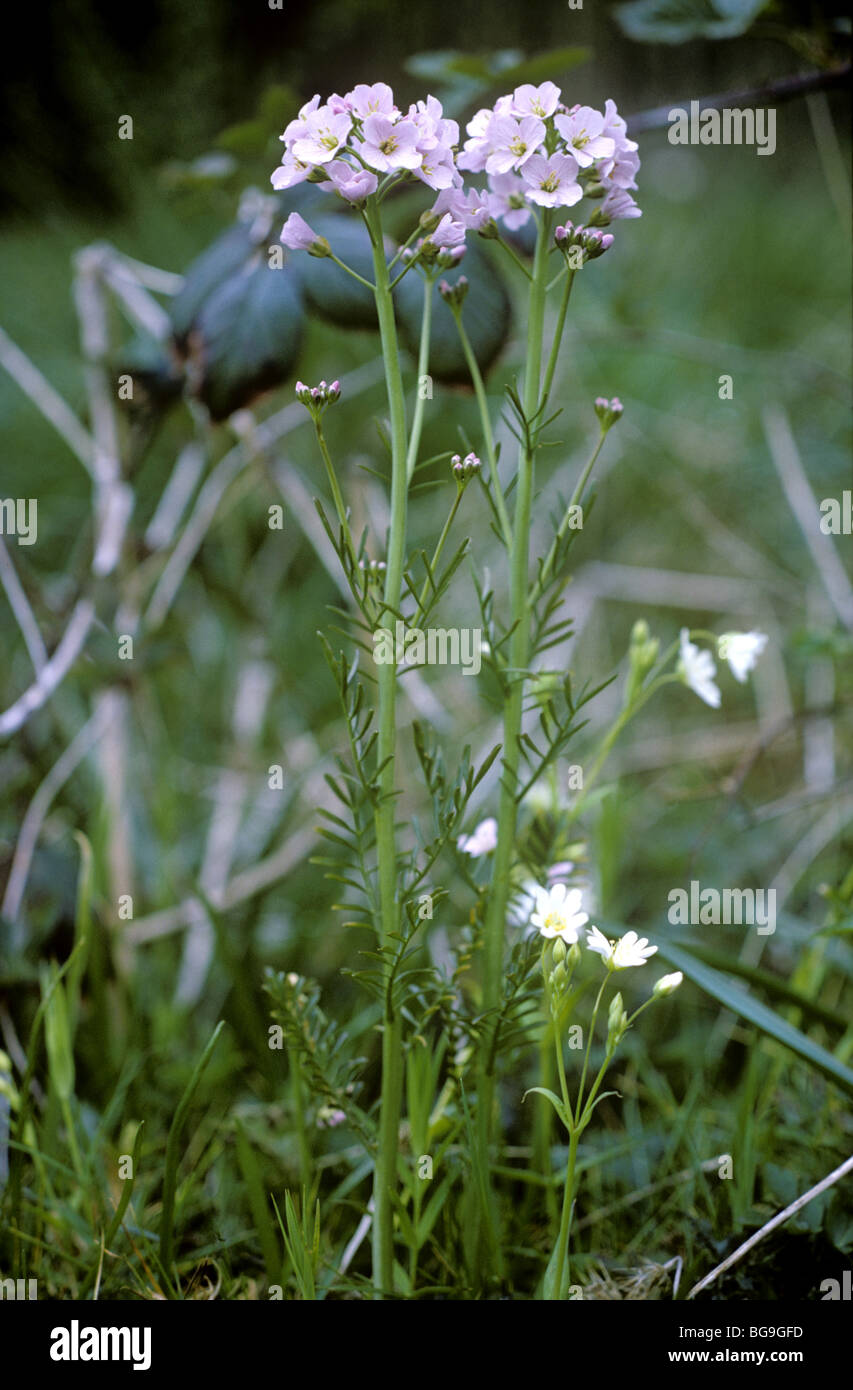 Lady's smock or milkmaids (Cardamine pratensis) flowering plant Stock ...