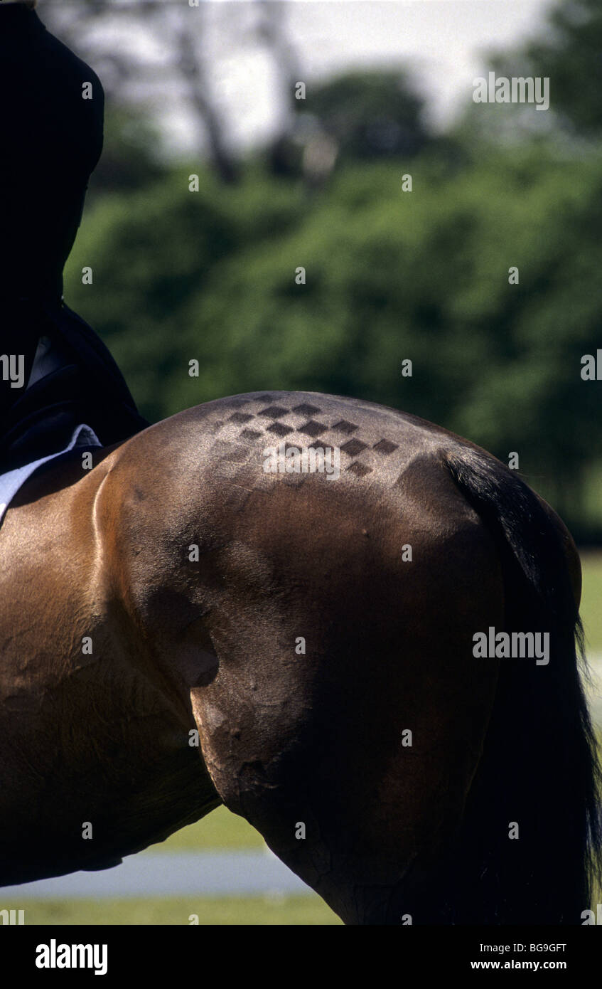Horse rear end hi-res stock photography and images - Alamy