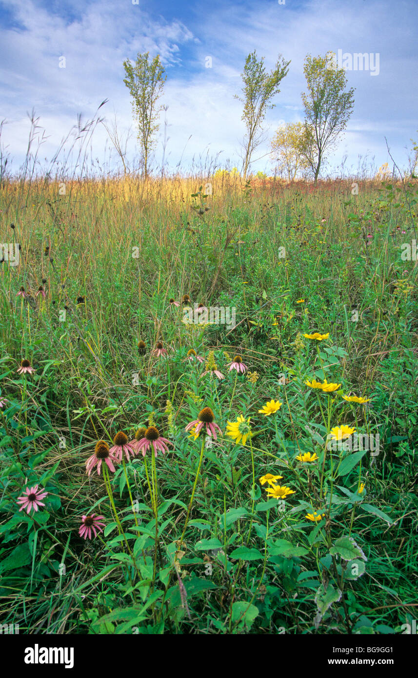 Tallgrass prairie vegetation on bluffs above Mississippi River at ...