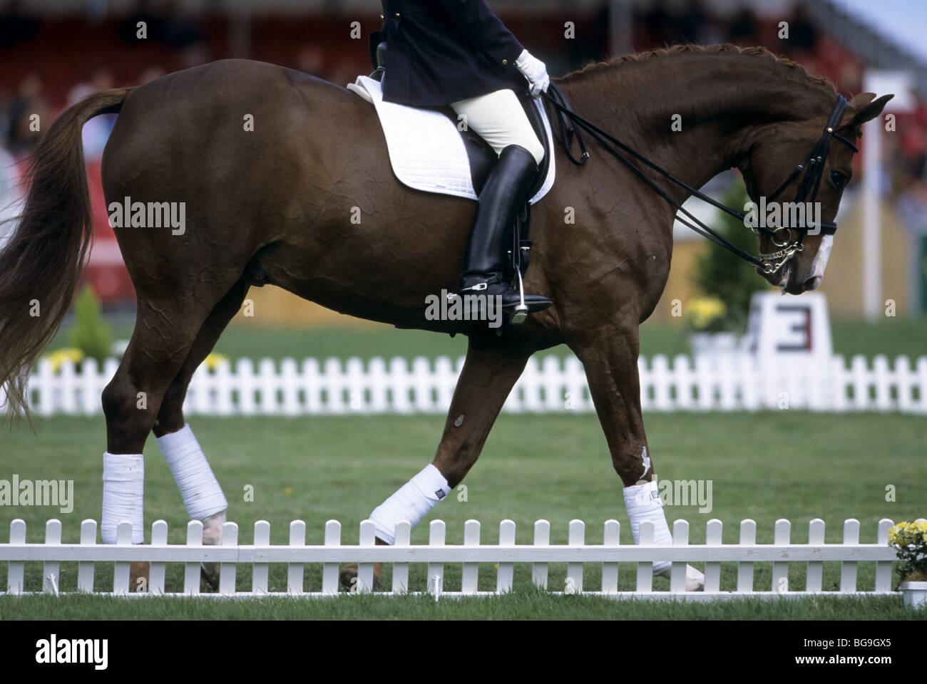 Show jumping horse hi-res stock photography and images - Alamy