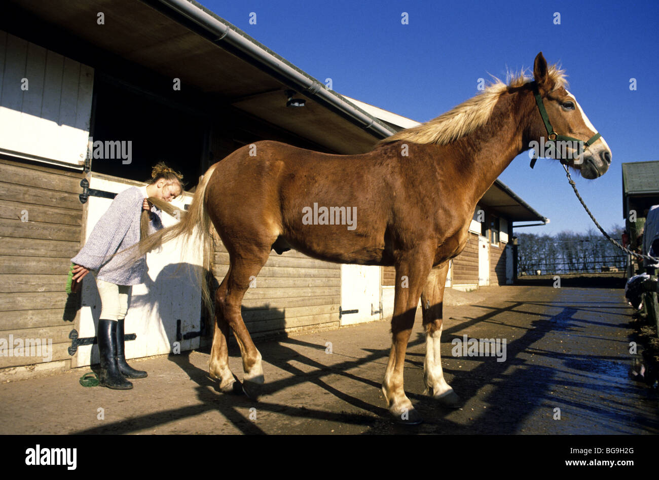 Stable hand tends to a horse Stock Photo - Alamy