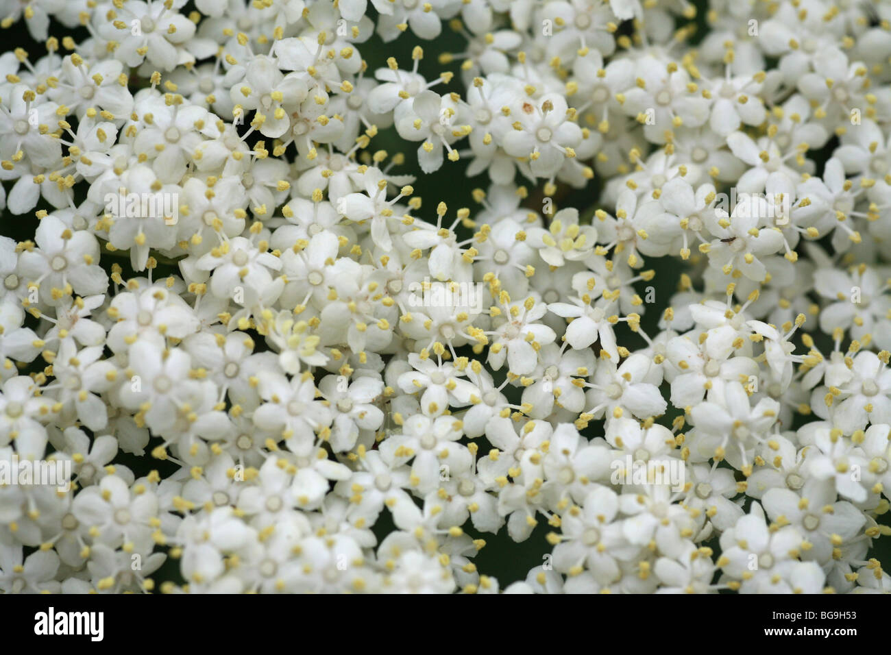 Elderflower hi-res stock photography and images - Alamy