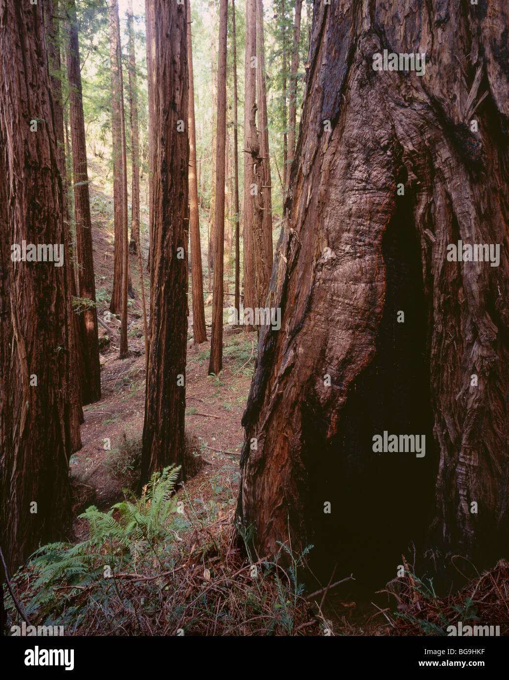 CALIFORNIA - Redwood forest in the David Starlin Grove on the Ocean ...