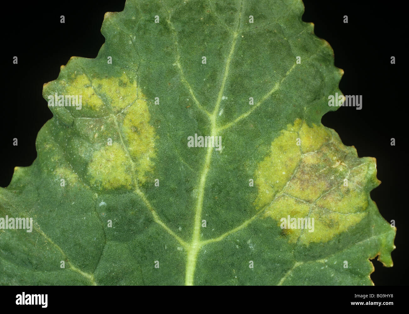 Light leaf spot (Pyrenopeziza brassicae) blister lesions on oilseed ...