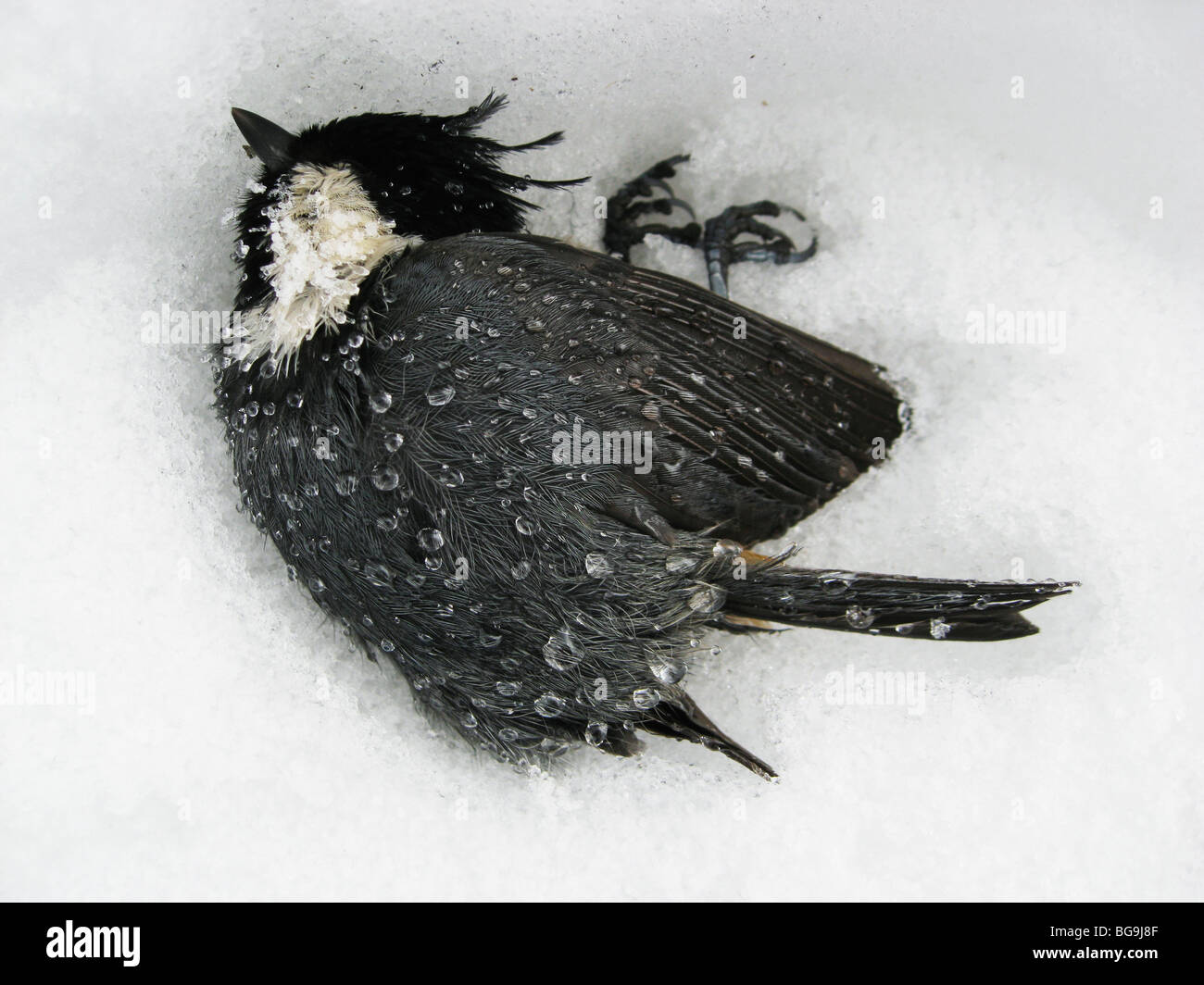 Dead bird hi-res stock photography and images - Alamy