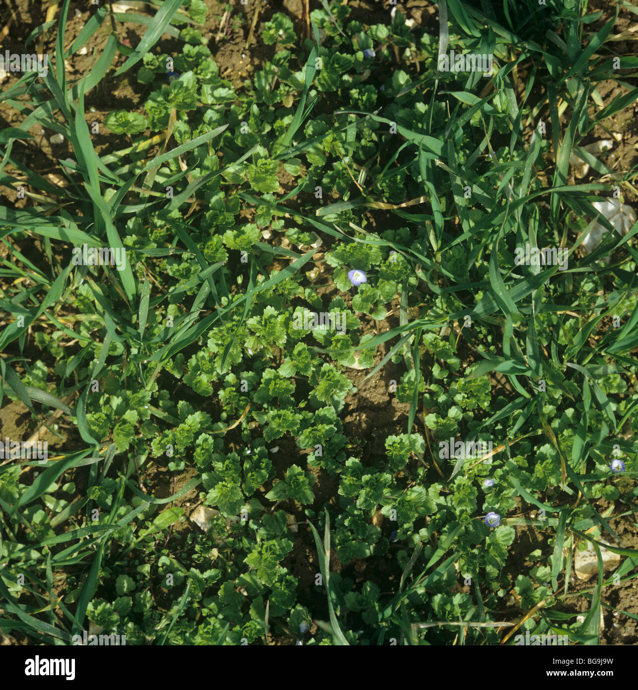 Common field speedwell (Veronica persica) established weeds in a young ...