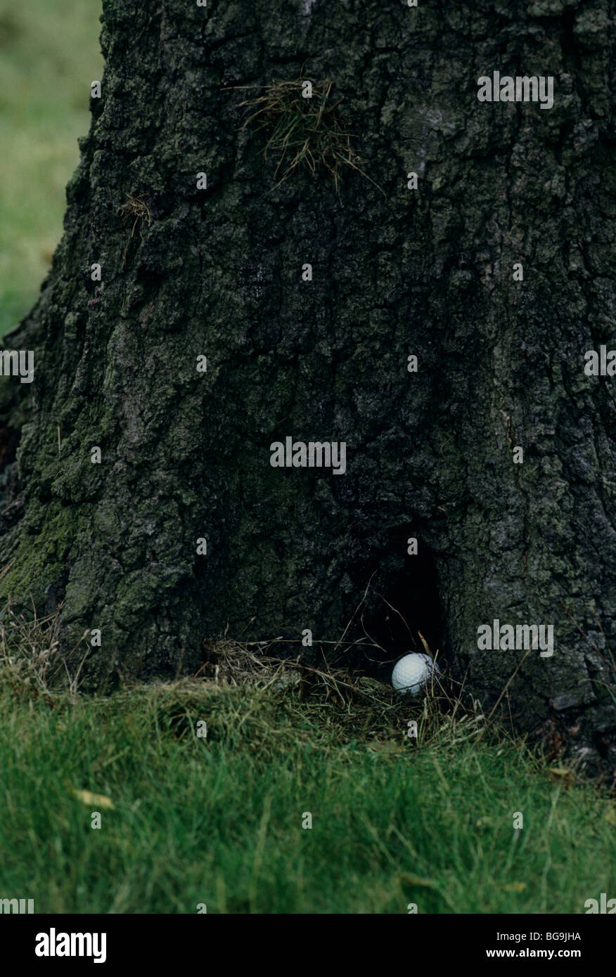 Close up of a golf ball at the base of a large tree Stock Photo - Alamy