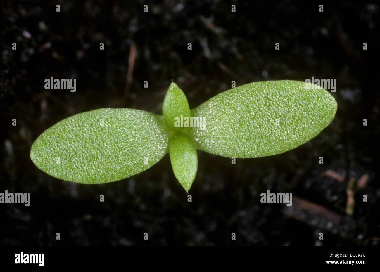 Scented mayweed (Matricaria chamomilla) seedling cotyledons only Stock ...