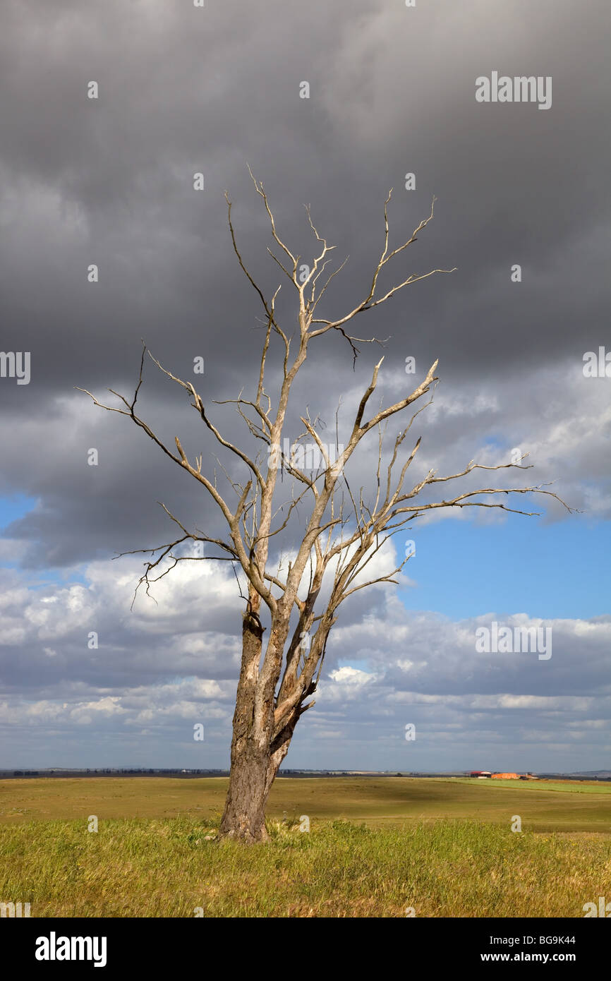 lonely tree in a alentejo farm, the south of portugal Stock Photo - Alamy