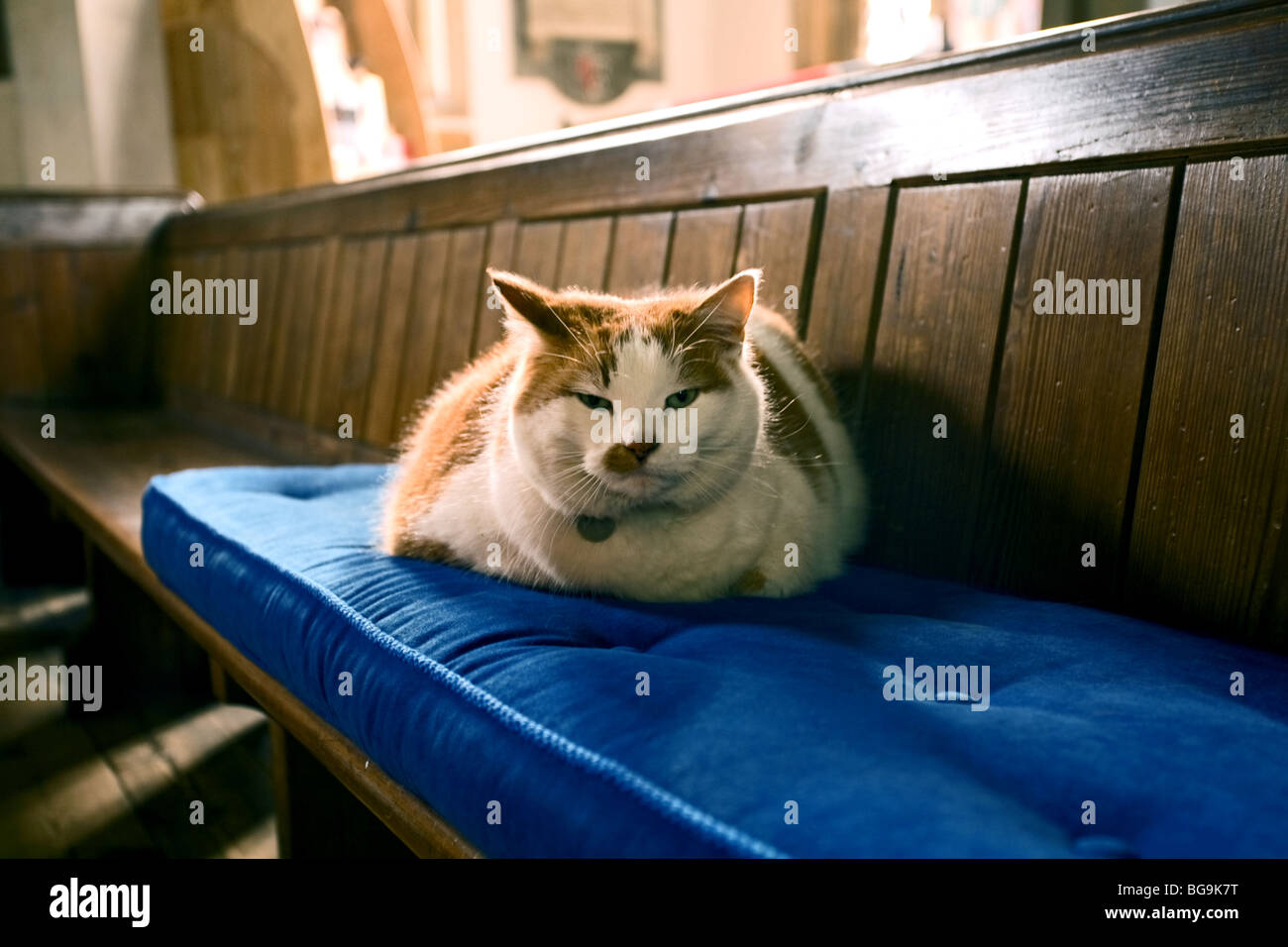 The church cat hi-res stock photography and images - Alamy