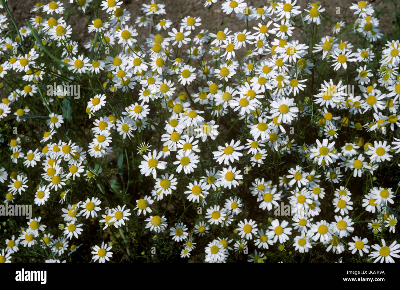 Scentless mayweed (Matricaria perforata) arable weed plant in flower ...