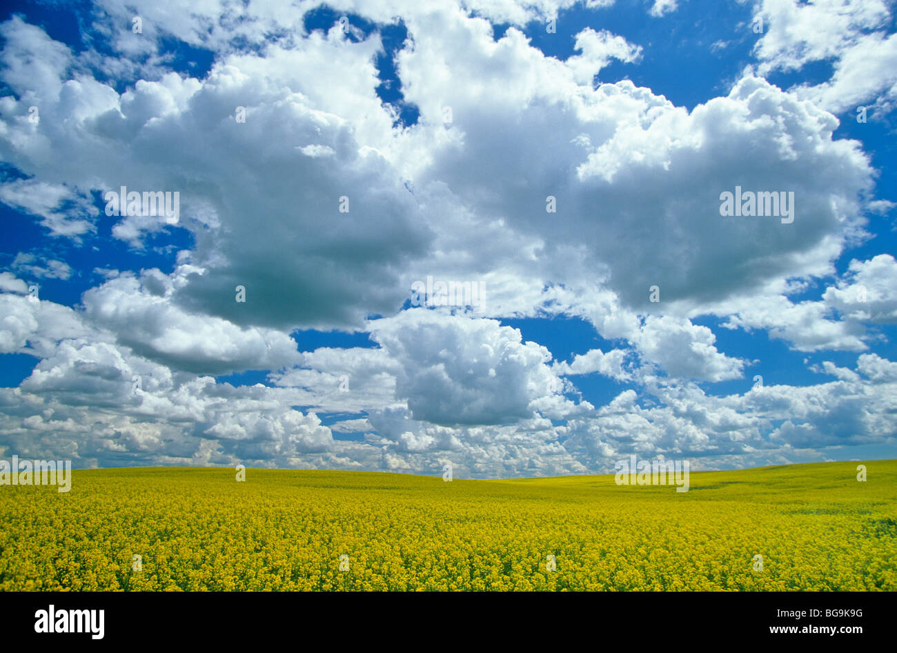 Field of canola with golden flowers under sky of cumulus clouds ...