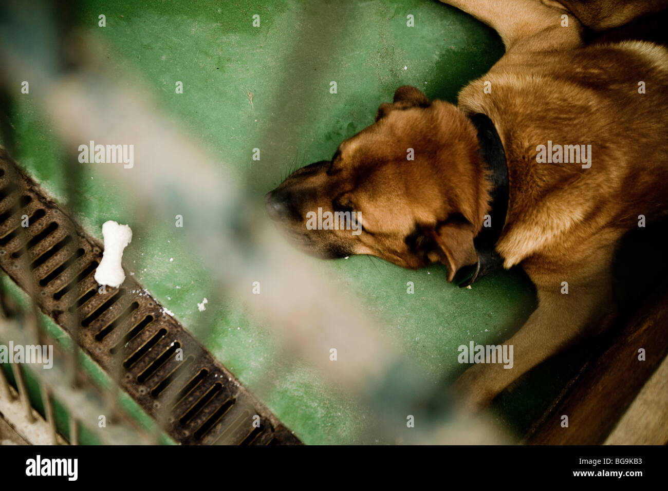 Dog laying on the floor in a cage at a rescue center with a small bone ...