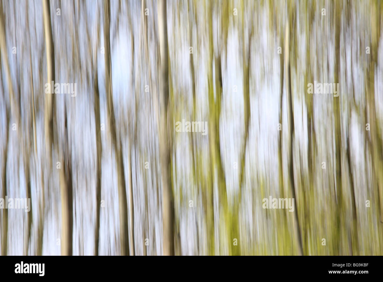 Abstract silver birch hi-res stock photography and images - Alamy