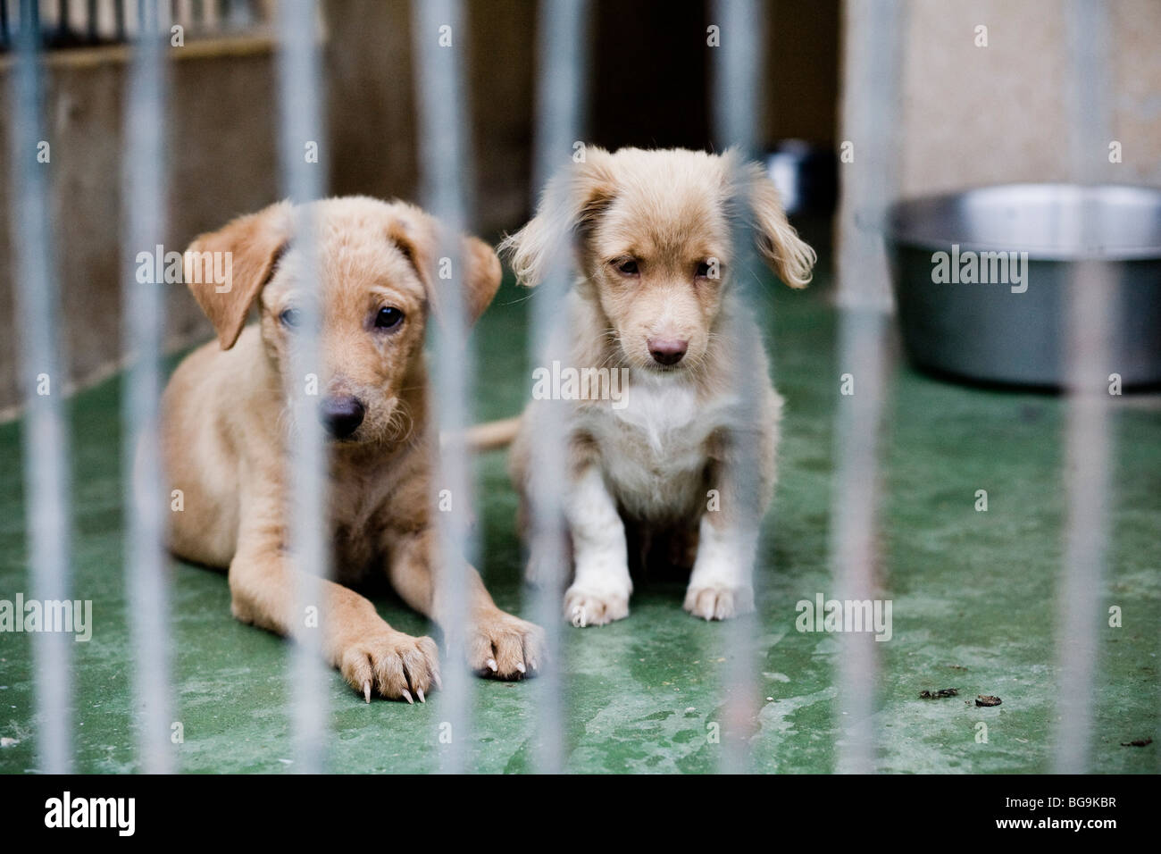 Two sad puppies in a cage at a rescue center Stock Photo - Alamy