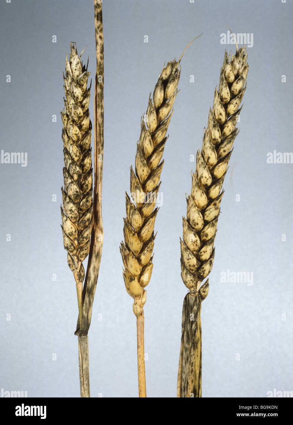 Sooty mould & black head mould (Cladosporium or Alternaria spp.) on ...