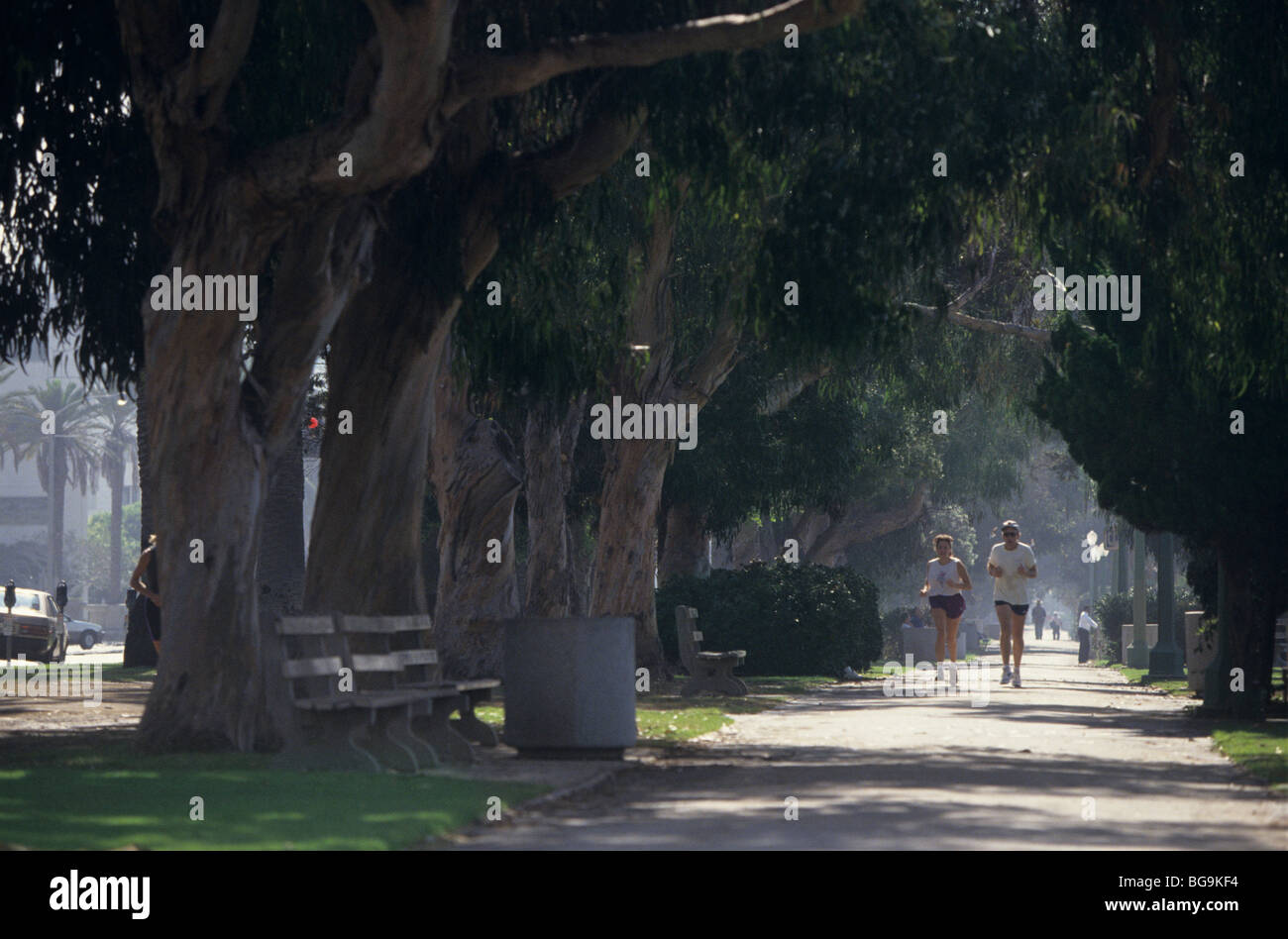 Two people jogging along a tree lined path Stock Photo - Alamy