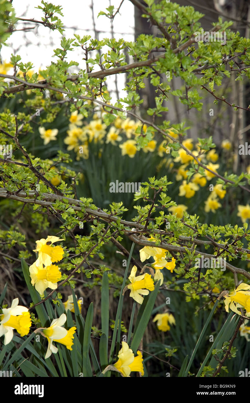 Daffodils the best of spring flowers hi-res stock photography and ...